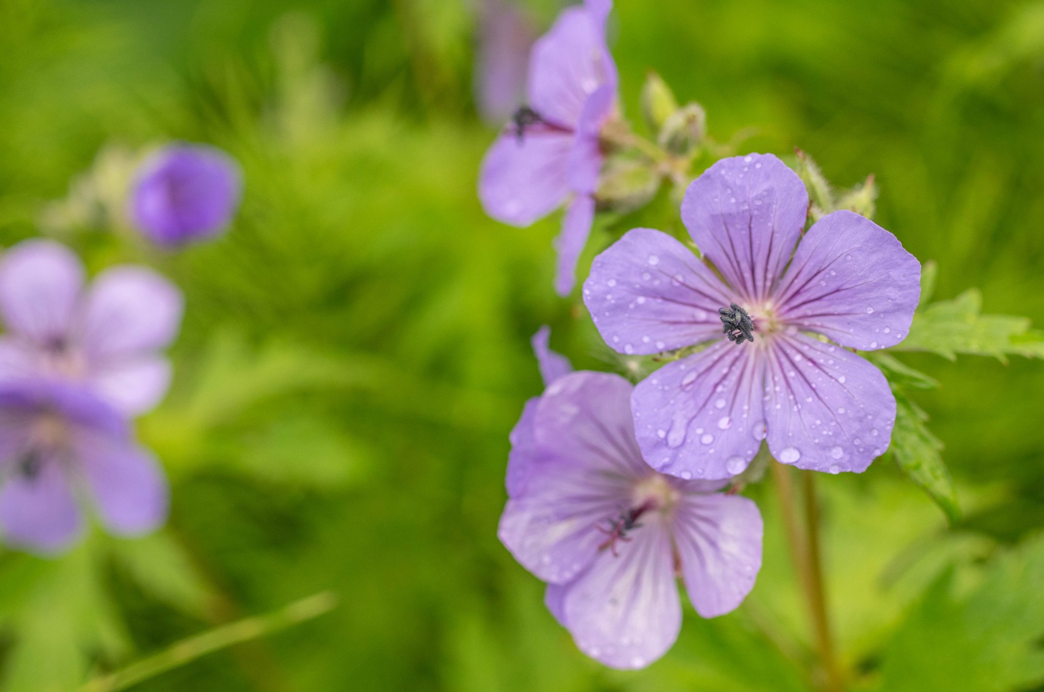 The First and Last Adam – Abundant Joy